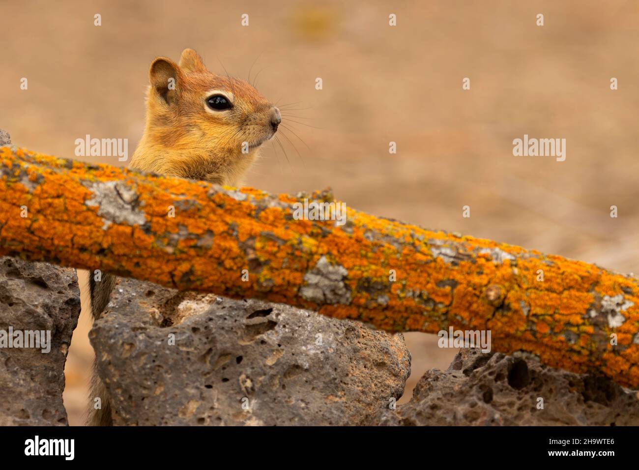 Golden-mantled ground squirrel (Spermophilus lateralis), Cabin Lake ...