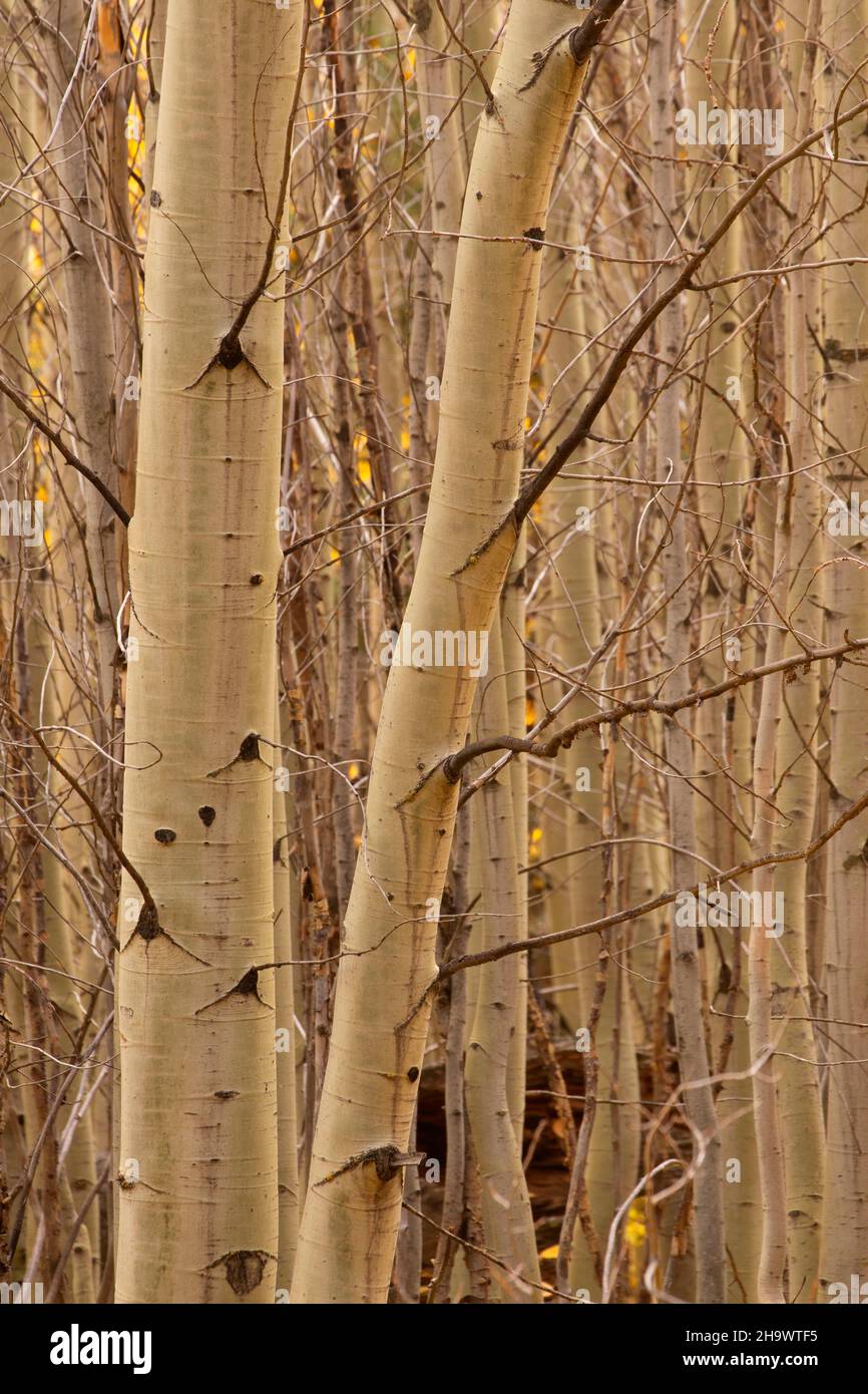 Quaking aspen (Populus tremuloides) trunks, Deschutes National Forest ...