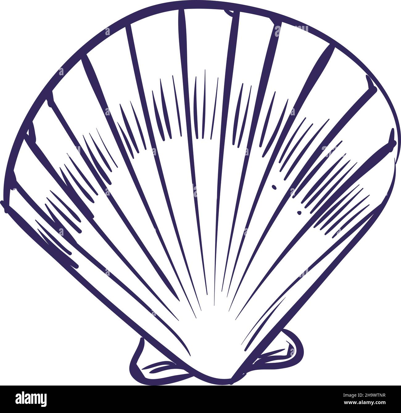 Clam sketch. Closed seashell in hand drawn style Stock Vector Image ...