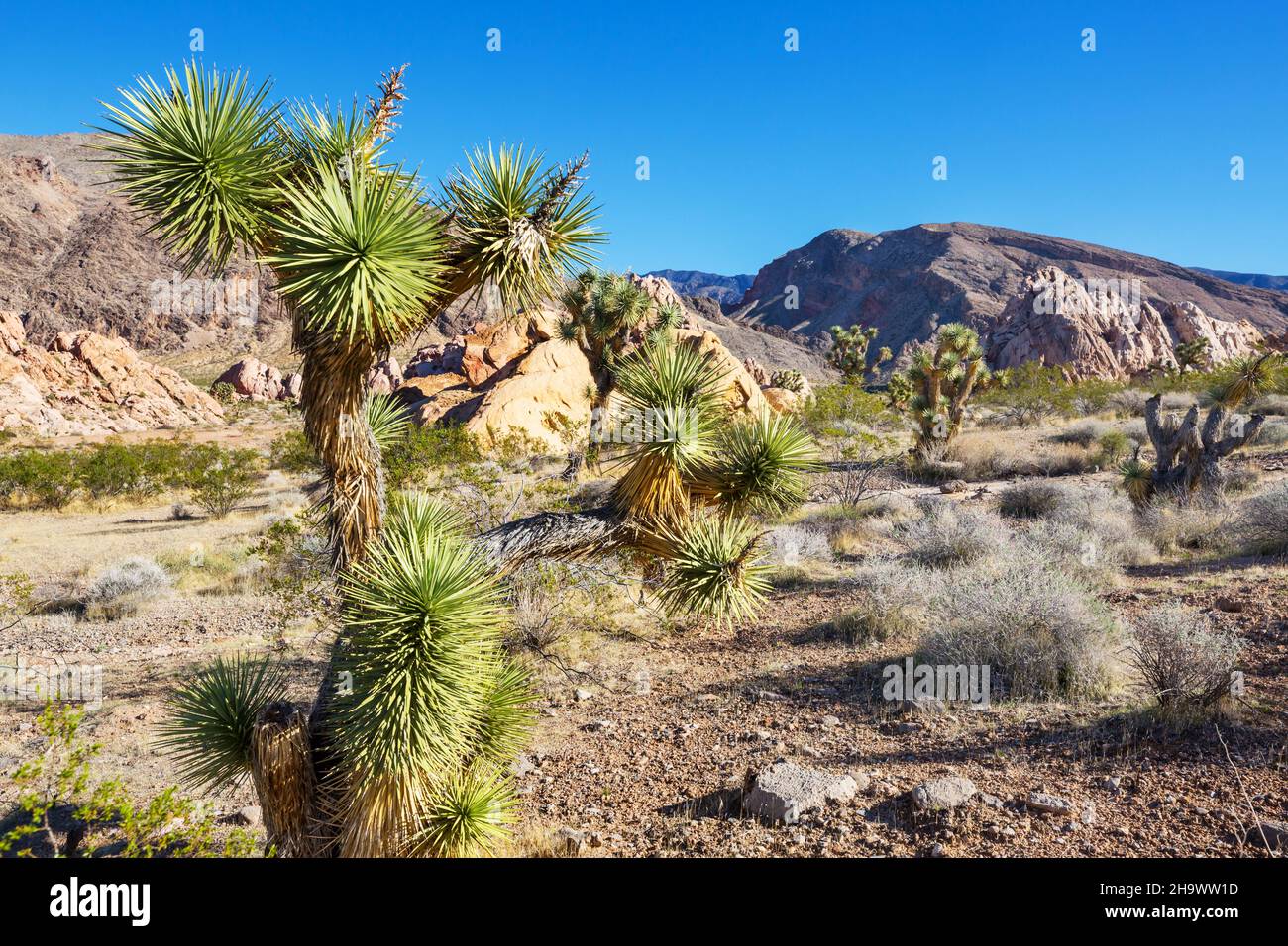 Joshua tree in Arizona desert along road. Travel background Stock Photo ...