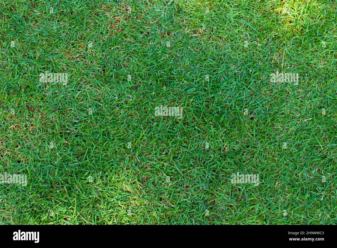 Green grass field background texture Stock Photo - Alamy