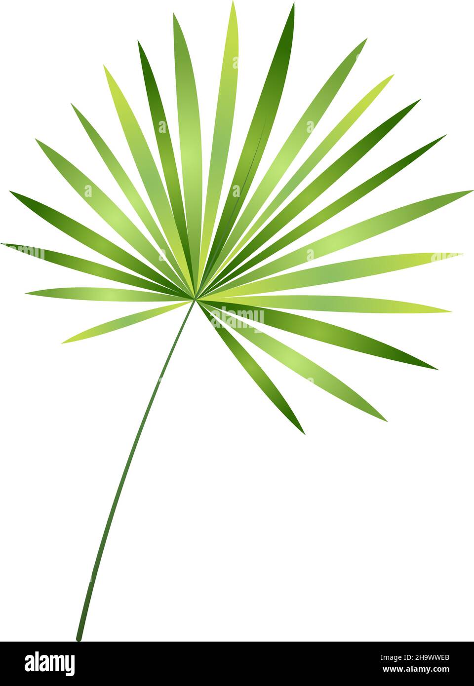 Palm tree foliage tropical Stock Vector Images - Alamy