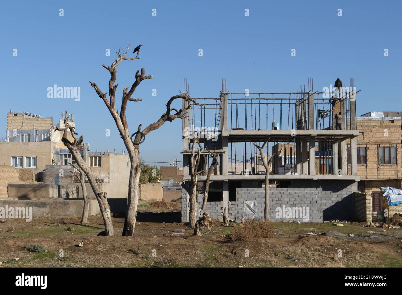 Animal damage to tree hi-res stock photography and images - Alamy