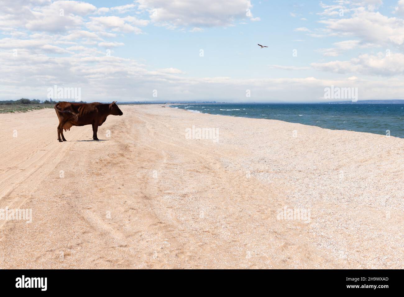 A brown cow stands on a beach near the sea. Front view Stock Photo - Alamy
