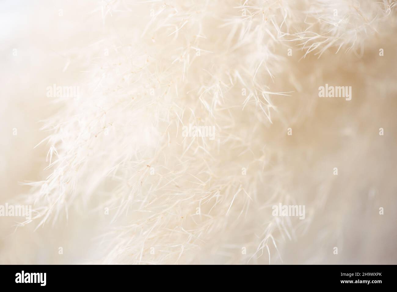 Natural grass background hi-res stock photography and images - Alamy