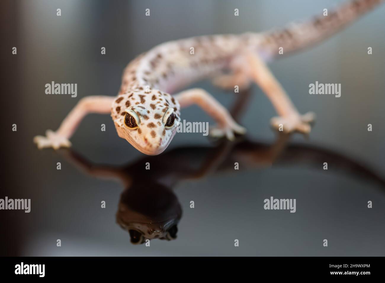Front view of Leopard Gecko Stock Photo - Alamy