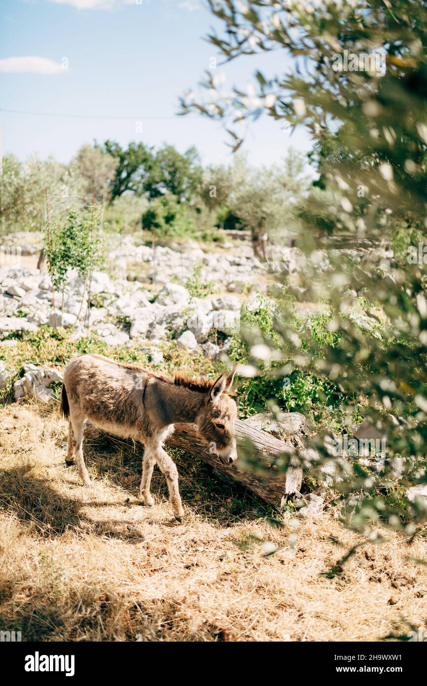 Fluffy donkey hi-res stock photography and images - Alamy
