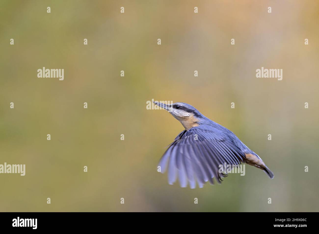 Close-up shot of a little gray bird flying Stock Photo - Alamy