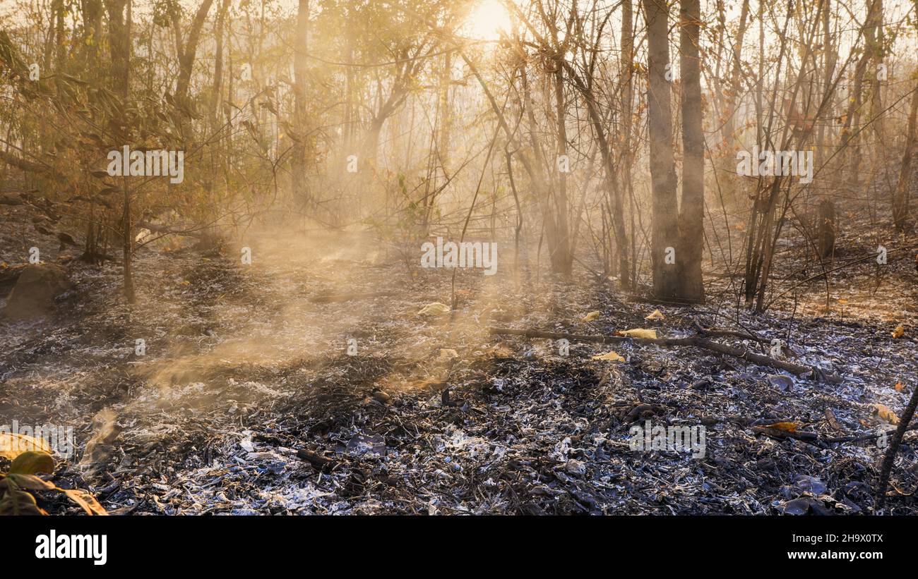Forest after a fire . Trees that are severely damaged by fire Stock ...