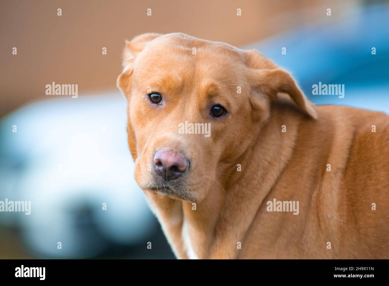 Lovely brown or ginger labrador female dog pictured outdoors enjoying ...