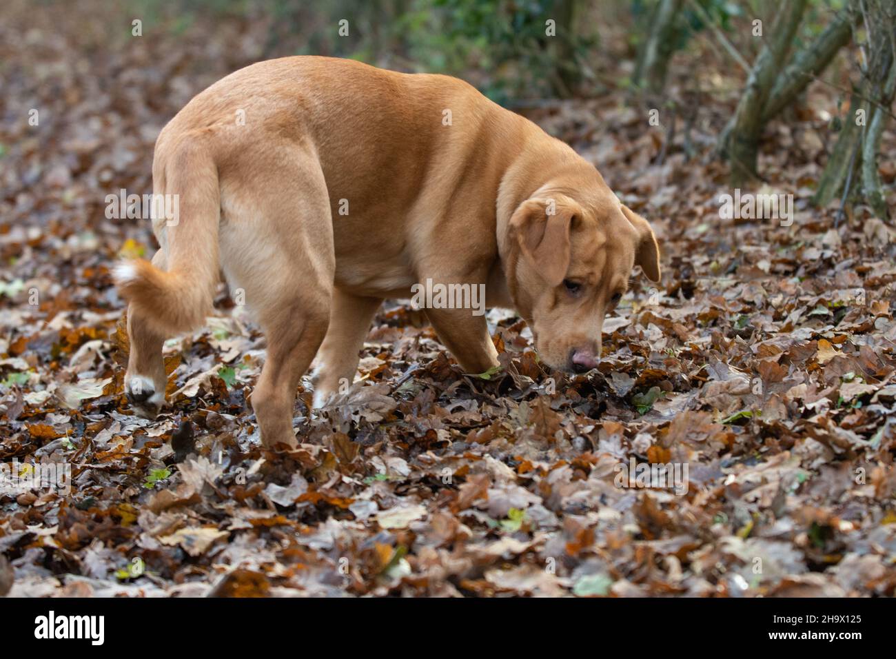 Lovely brown or ginger labrador female dog pictured outdoors enjoying ...