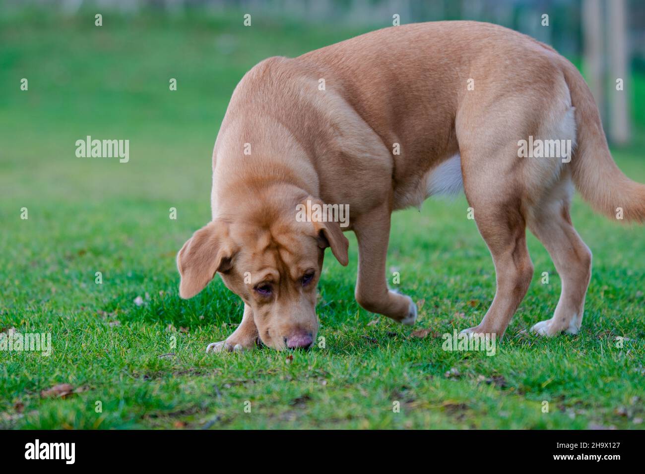 Lovely brown or ginger labrador female dog pictured outdoors enjoying ...