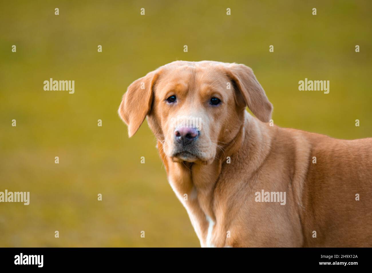 Boxador hi-res stock photography and images - Alamy