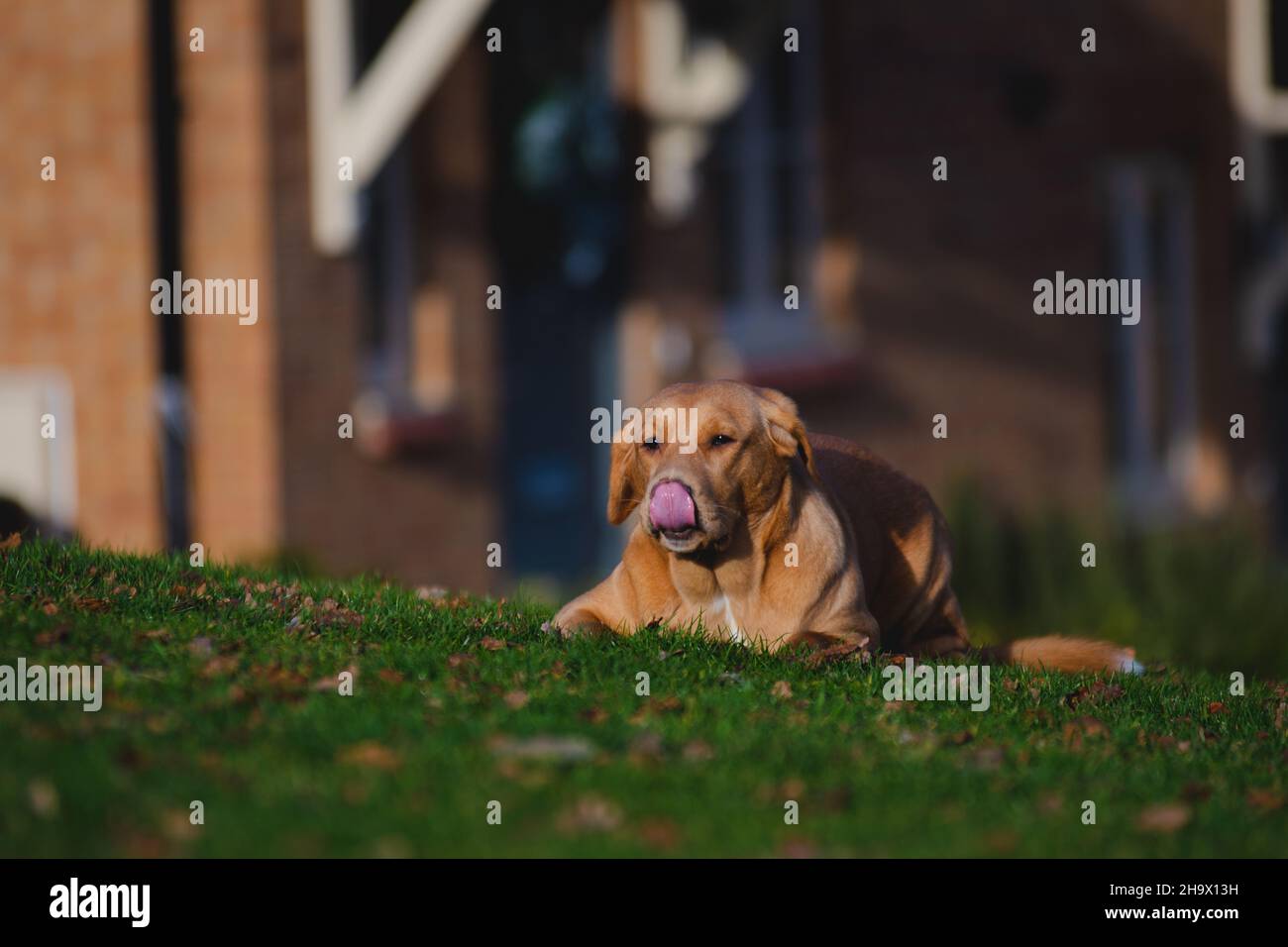 Boxador hi-res stock photography and images - Alamy