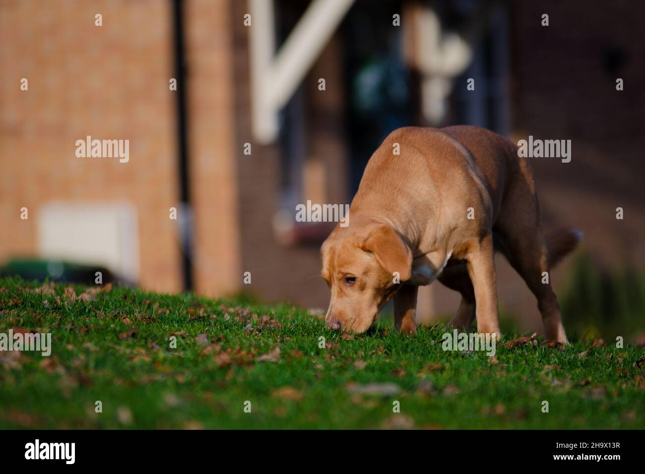 Boxador hi-res stock photography and images - Alamy