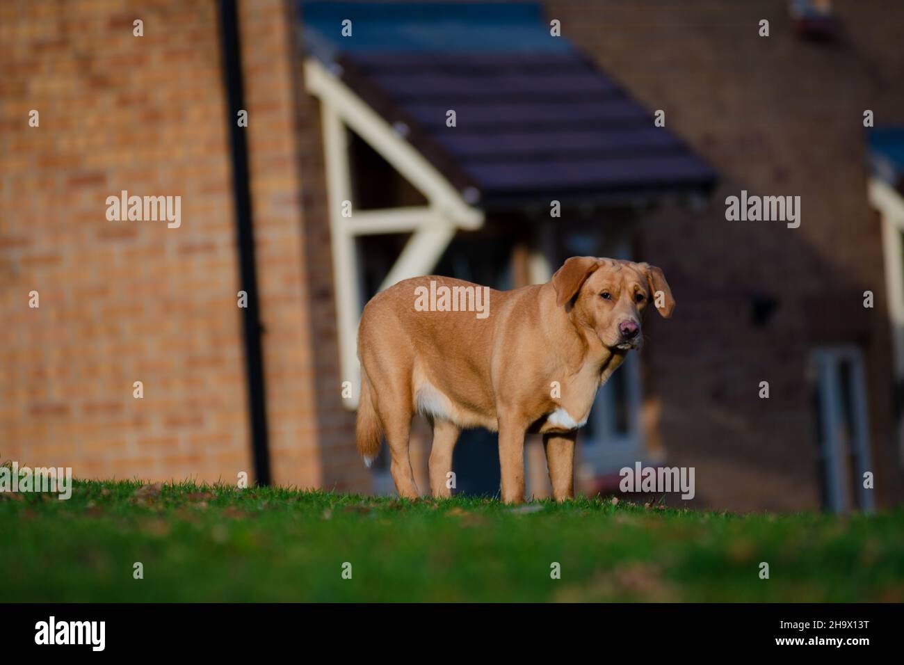 Lovely brown or ginger labrador female dog pictured outdoors enjoying ...