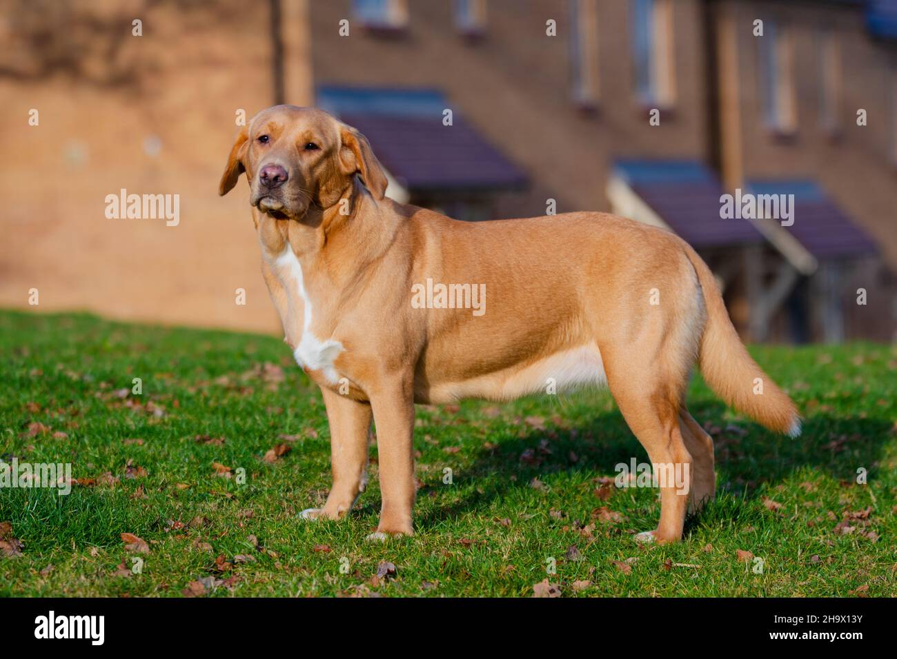 Lovely brown or ginger labrador female dog pictured outdoors enjoying ...