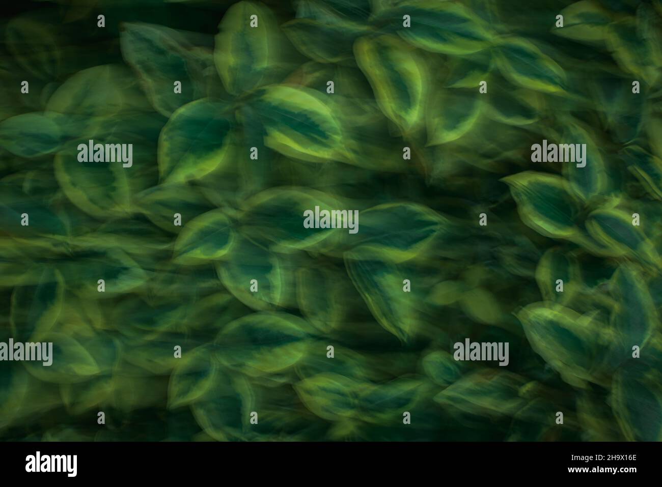 Blurred motion of plants leaf Stock Photo - Alamy