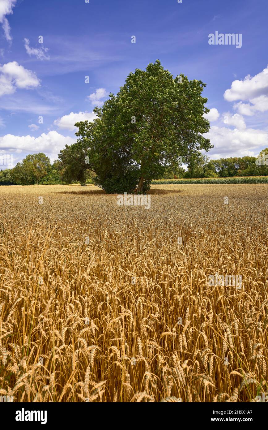 Walnut hill farm hi-res stock photography and images - Alamy