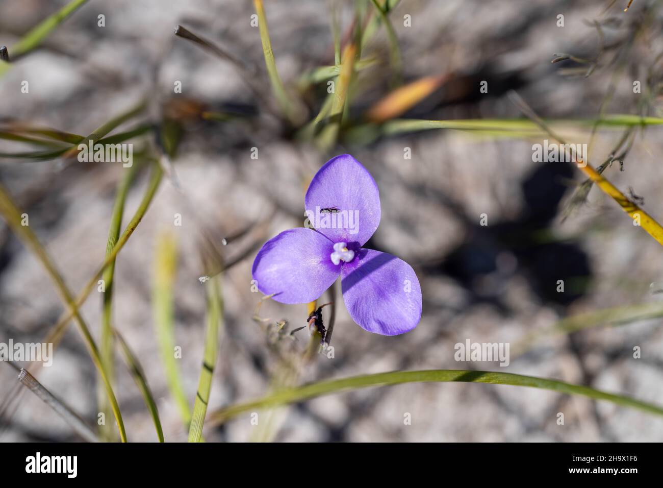 Natives plants and flowers growing in the bush in Australia Stock Photo ...