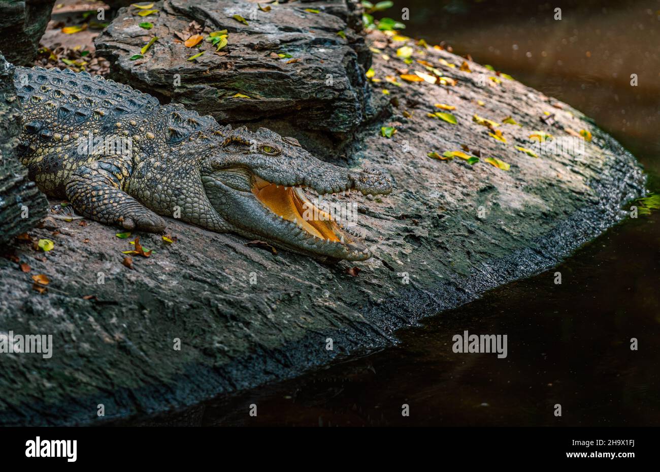 Crocodile side view hi-res stock photography and images - Alamy