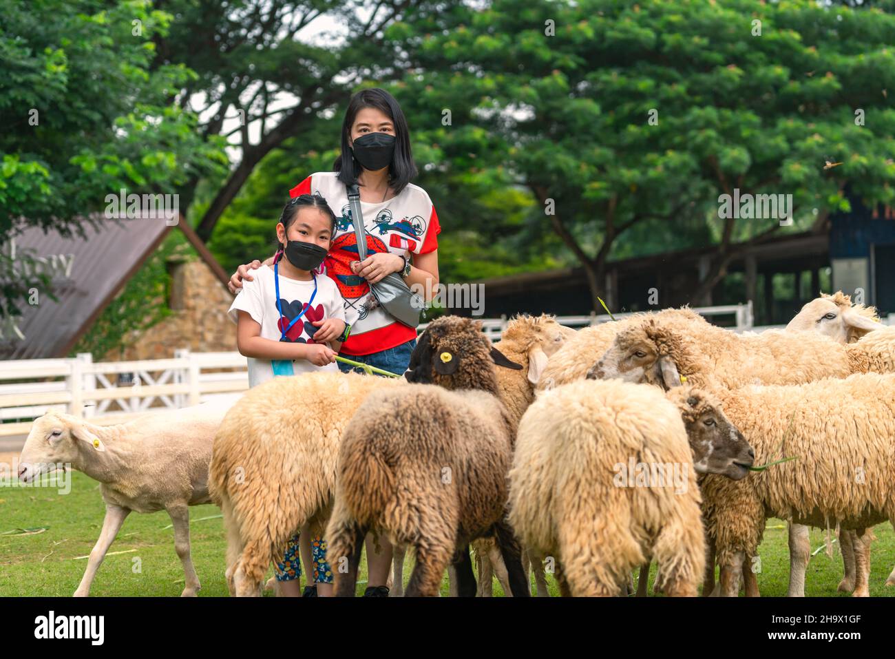 Asian sheep hi-res stock photography and images - Alamy