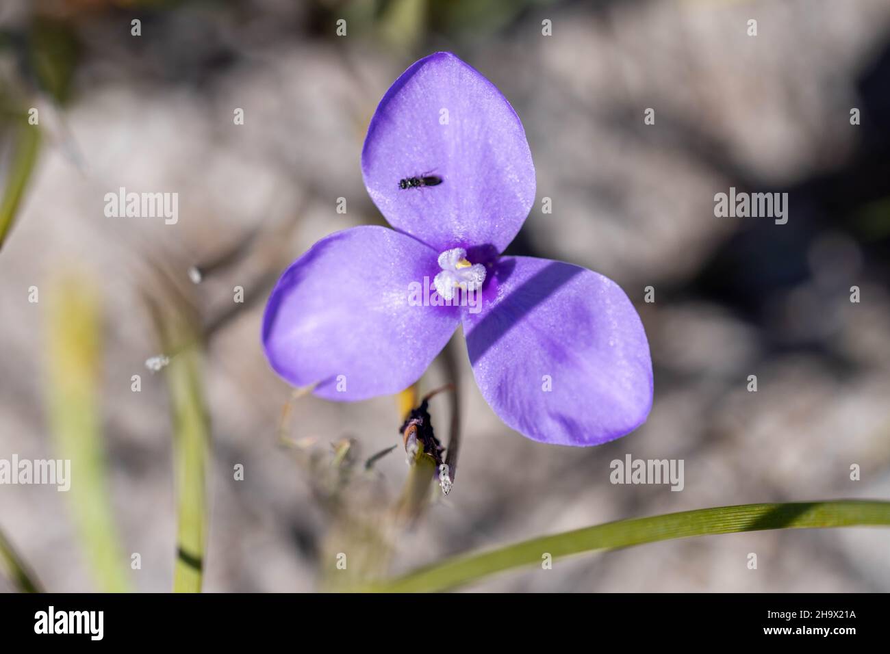 Natives plants and flowers growing in the bush in Australia Stock Photo ...