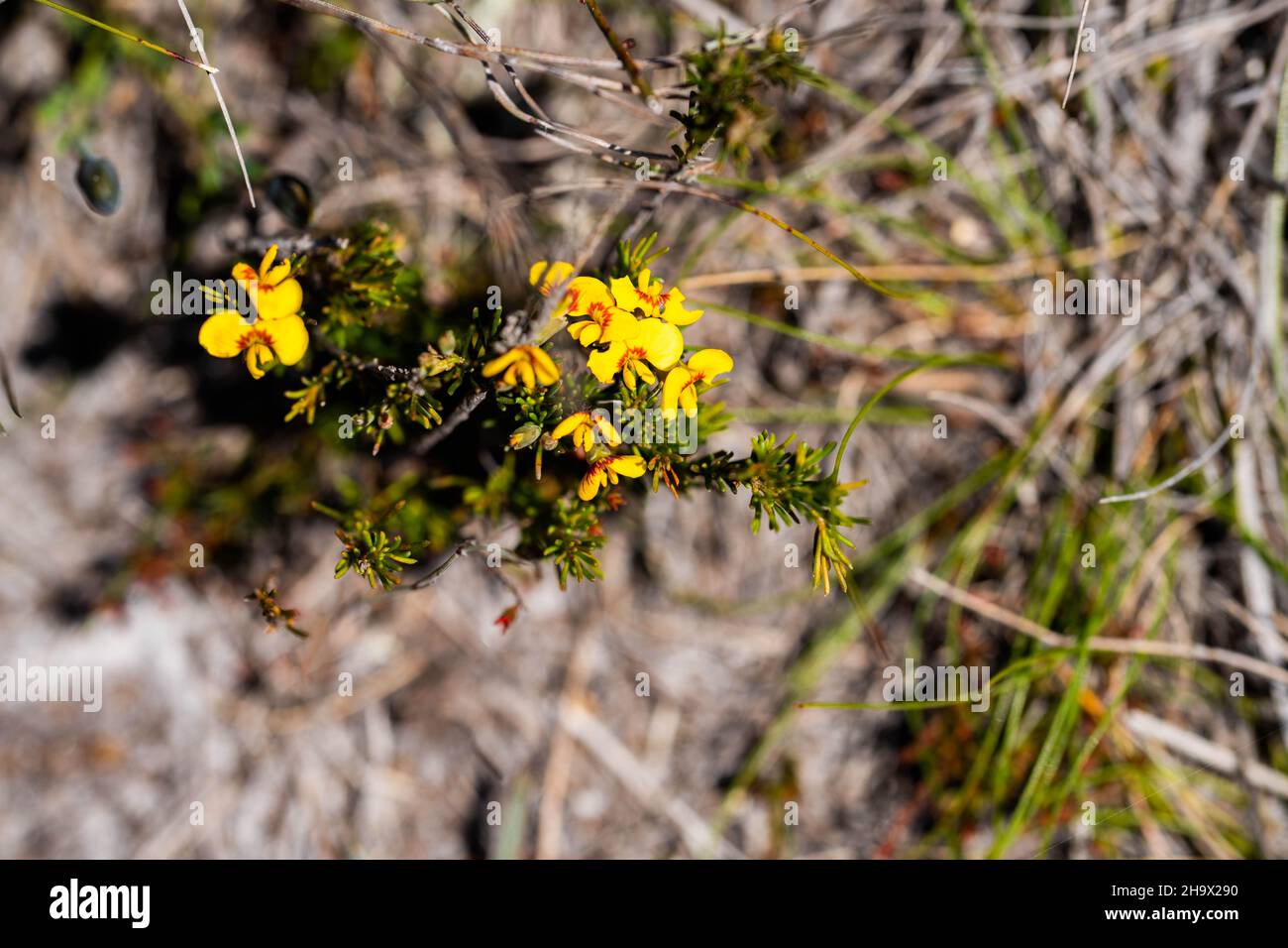 Natives plants and flowers growing in the bush in Australia Stock Photo ...