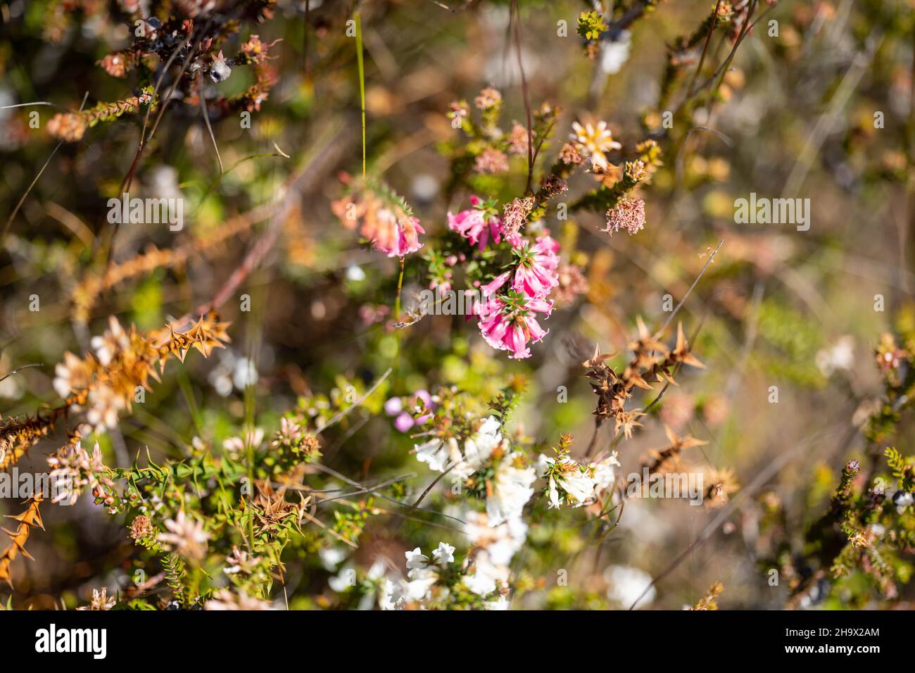 Natives plants and flowers growing in the bush in Australia Stock Photo ...