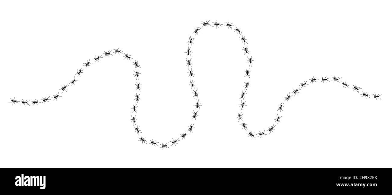 Worker ants trail line flat style design vector illustration isolated on white background Stock ...