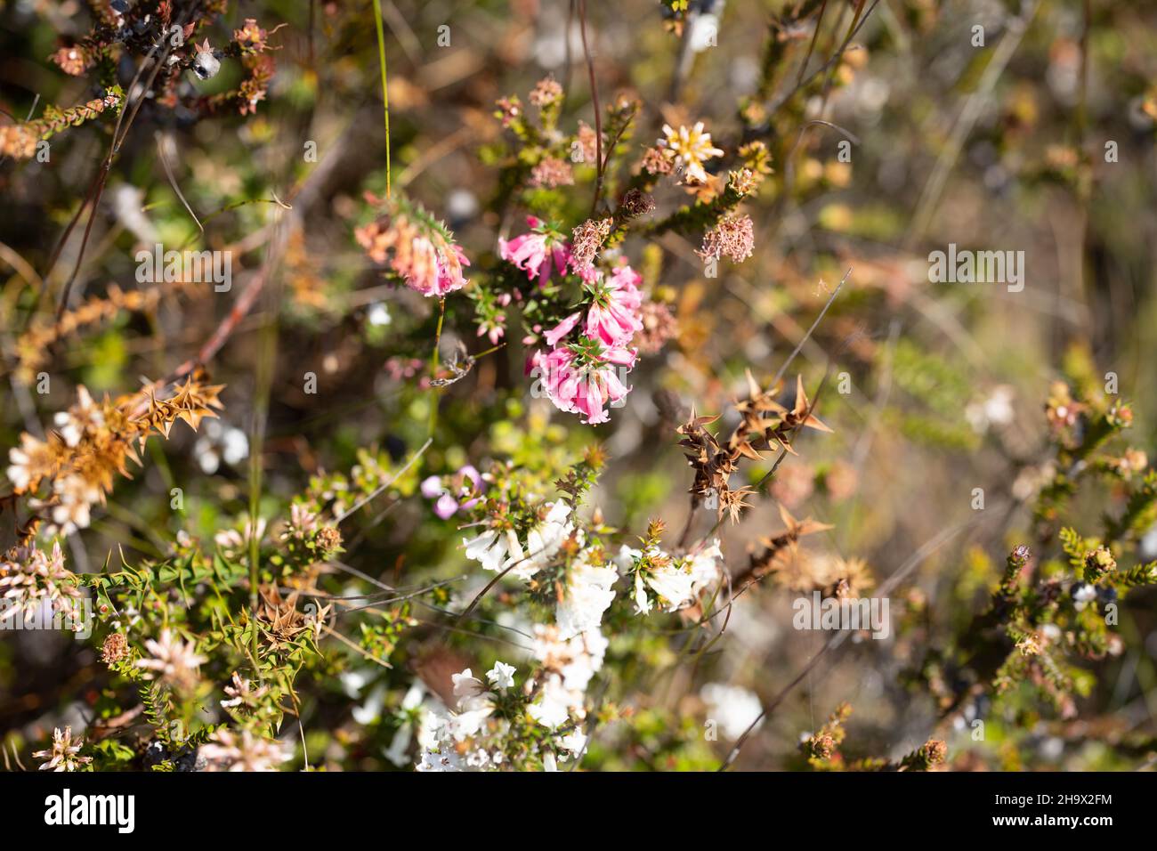 Natives plants and flowers growing in the bush in Australia Stock Photo ...