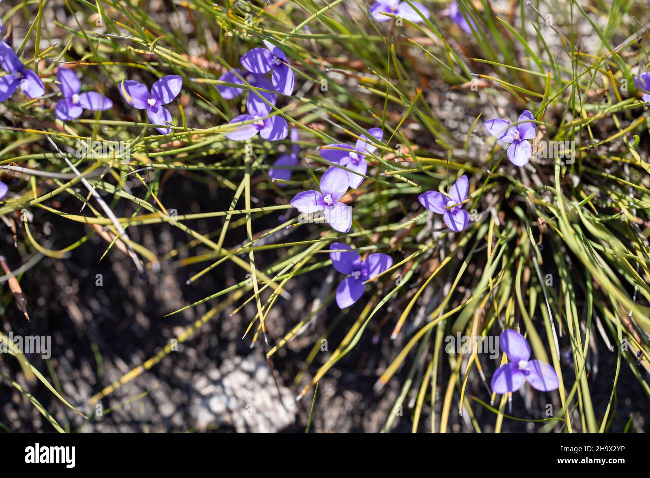 Natives plants and flowers growing in the bush in Australia Stock Photo ...