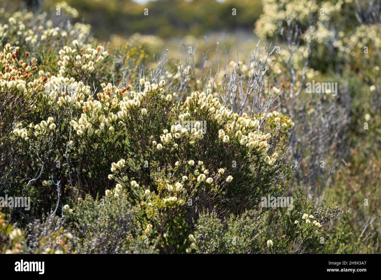 Natives plants and flowers growing in the bush in Australia Stock Photo ...