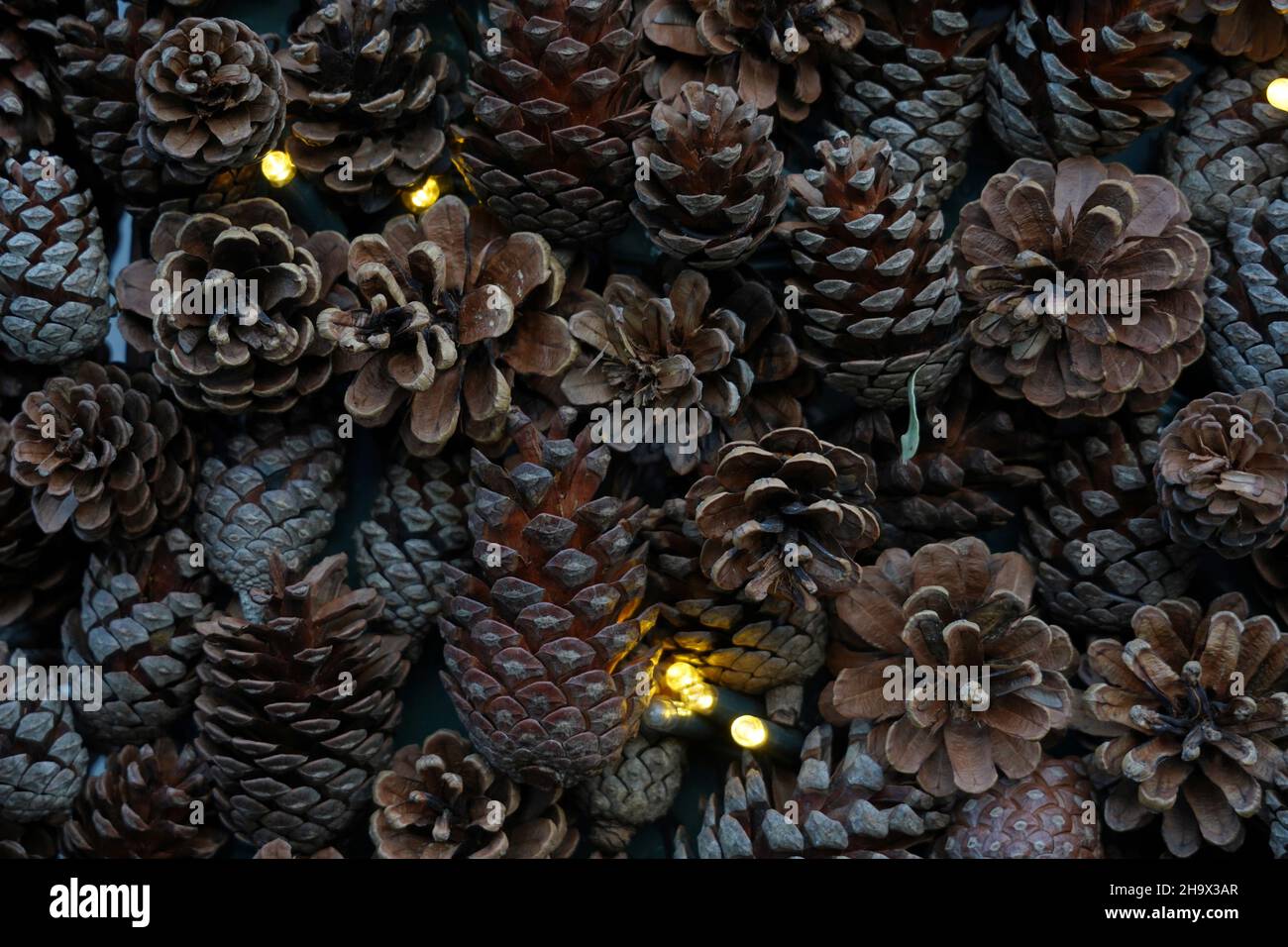 Pinnacles of pine tree as Christmas background. The pinnacles are ...