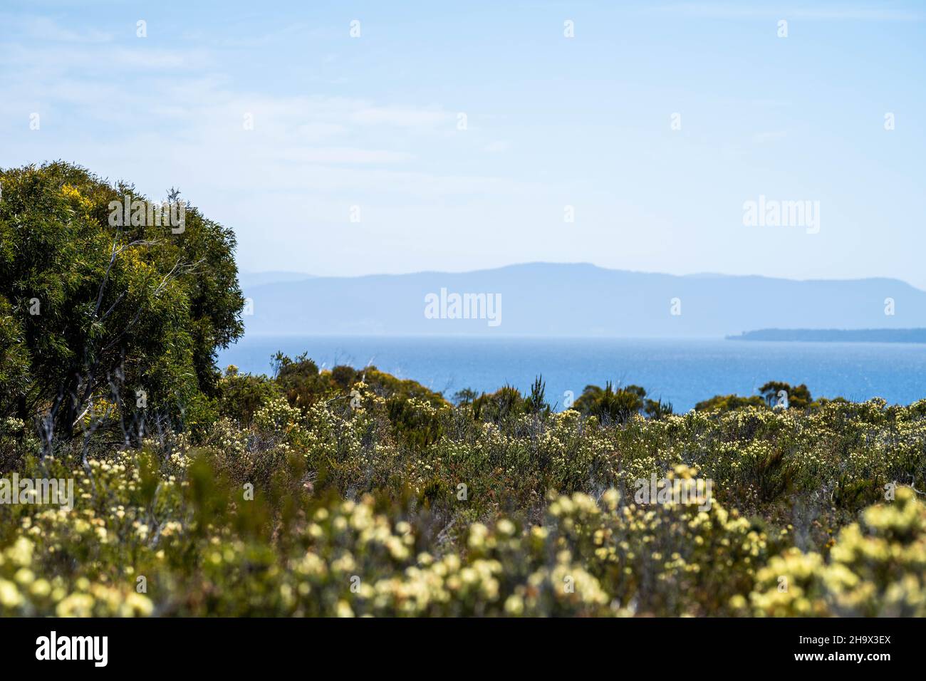 Natives plants and flowers growing in the bush in Australia Stock Photo ...