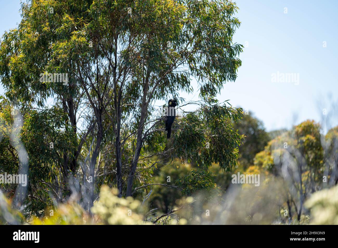 Natives plants and flowers growing in the bush in Australia Stock Photo ...