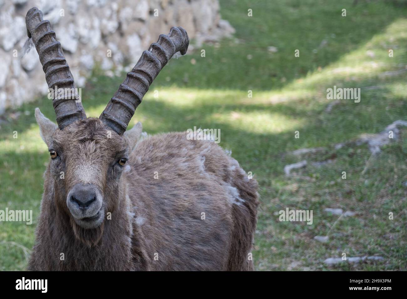 A friendly ibex inspecting a cottage in the woods during a lockdown ...
