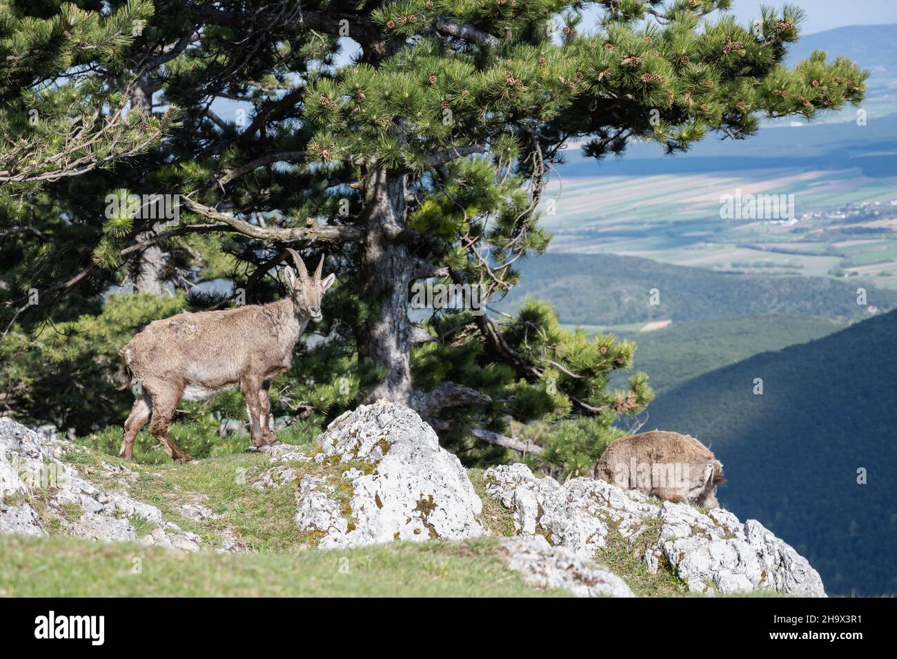 A friendly ibex inspecting a cottage in the woods during a lockdown ...