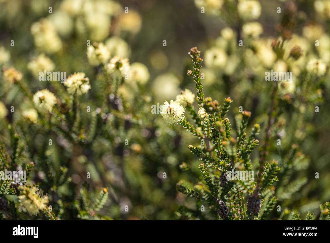 Natives plants and flowers growing in the bush in Australia Stock Photo ...