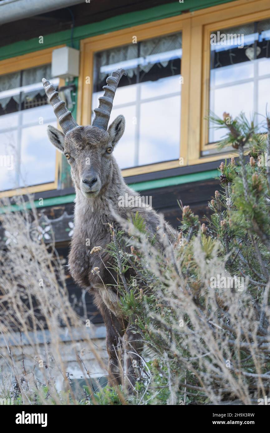 A friendly ibex inspecting a cottage in the woods during a lockdown ...