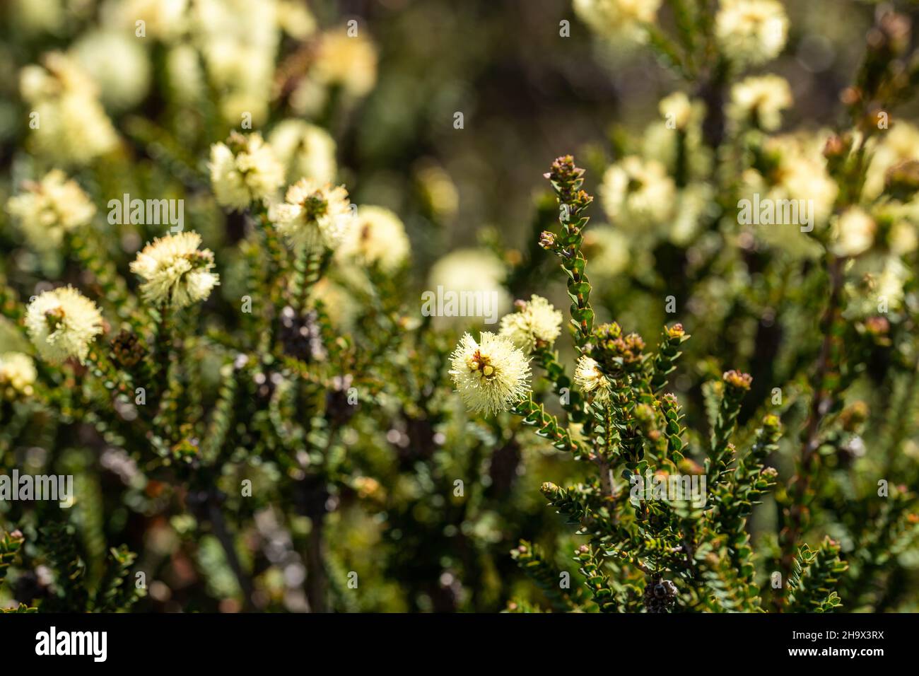 Natives plants and flowers growing in the bush in Australia Stock Photo ...