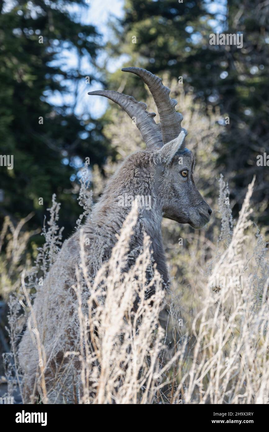 A friendly ibex inspecting a cottage in the woods during a lockdown ...