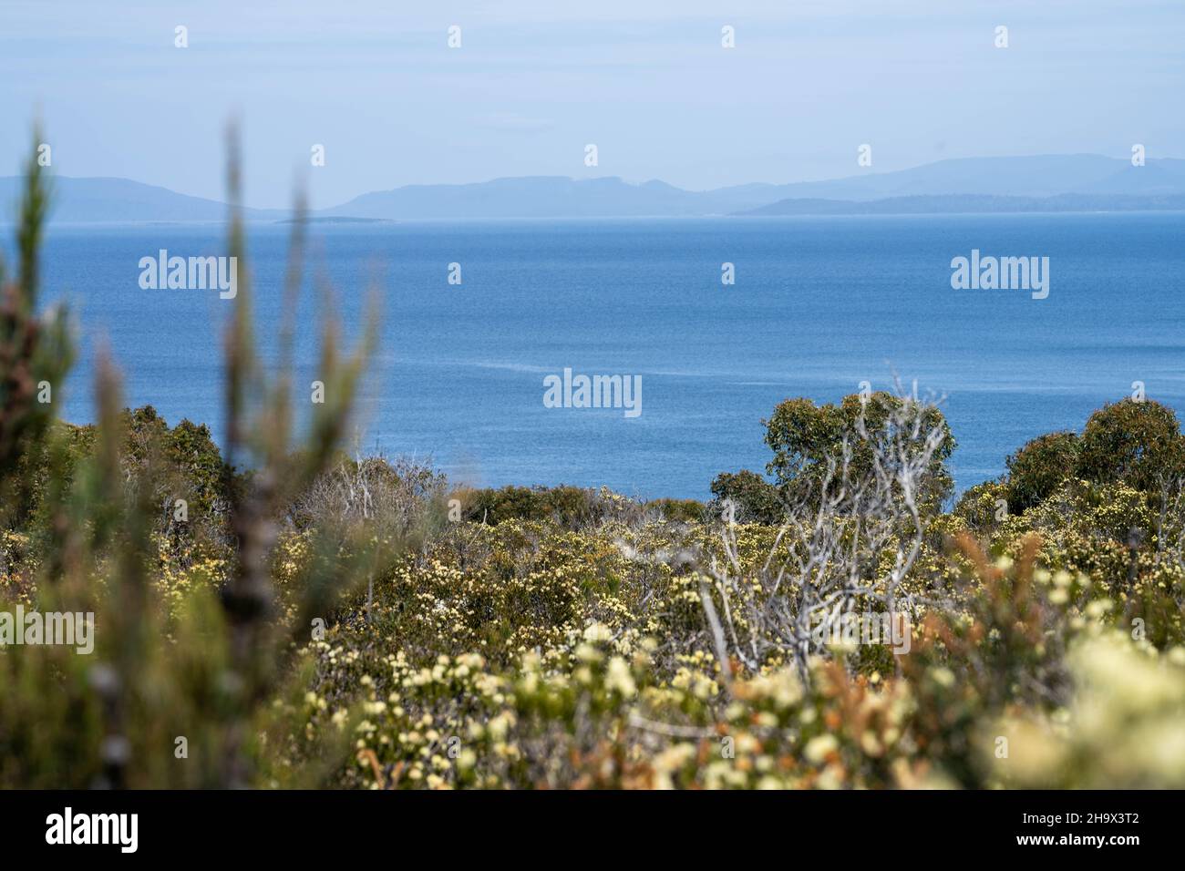 Natives plants and flowers growing in the bush in Australia Stock Photo ...