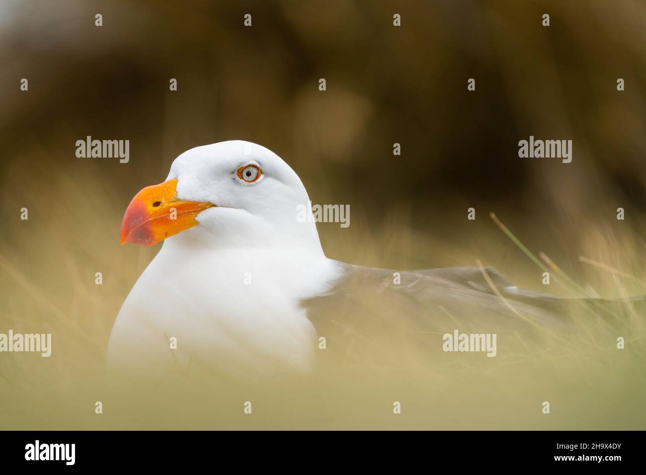 pacific gull bird nesting in tasmania australia Stock Photo - Alamy