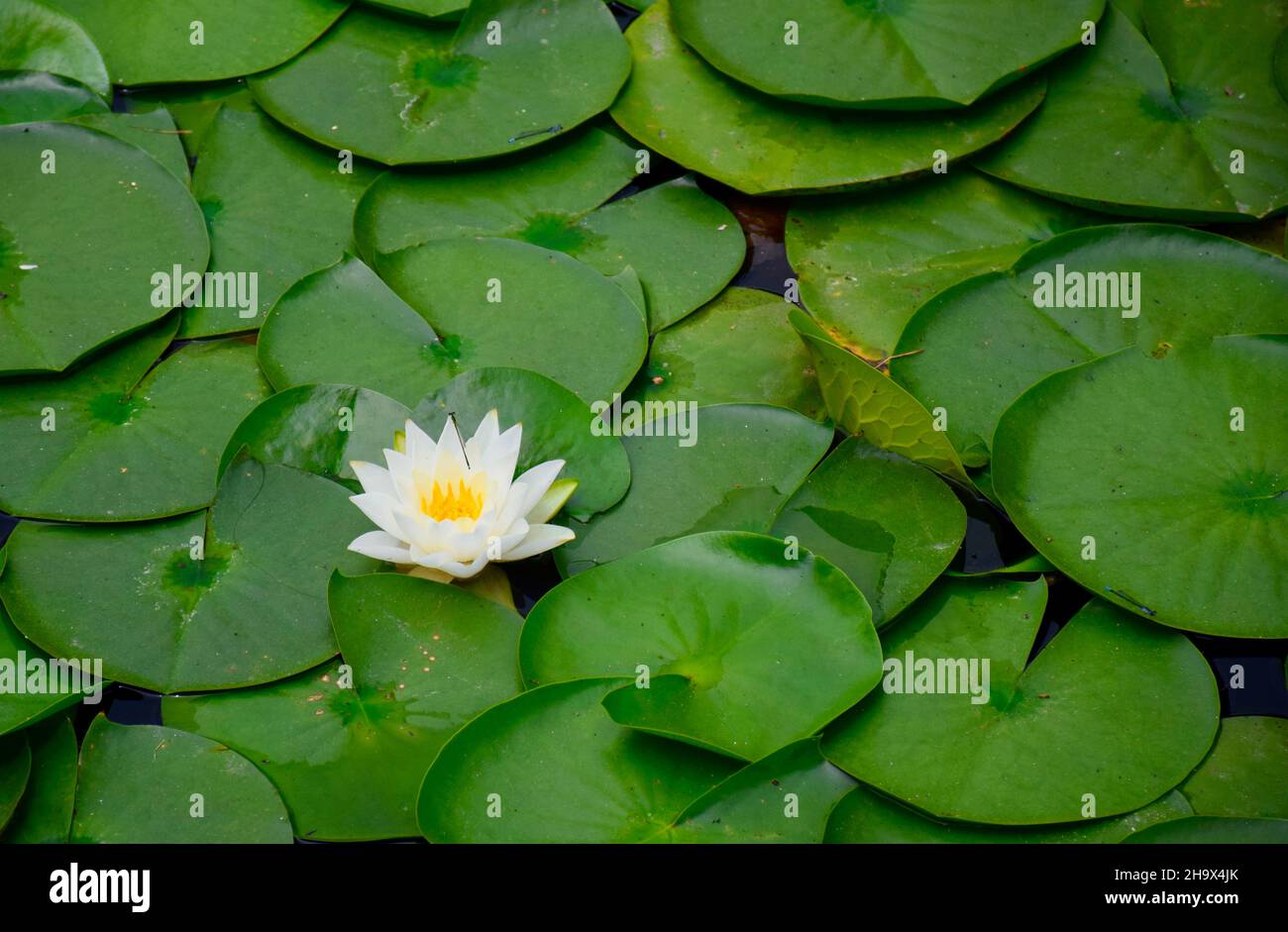Close up water lily hi-res stock photography and images - Alamy
