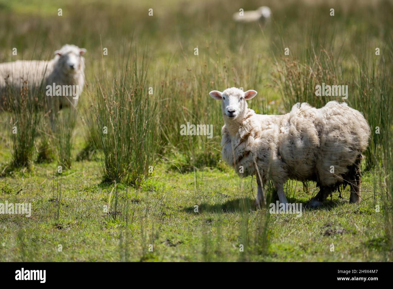 Merino sheep, grazing and eating grass in New zealand and Australia ...