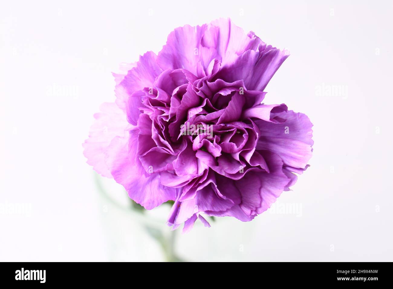 purple carnation on a white background Stock Photo - Alamy