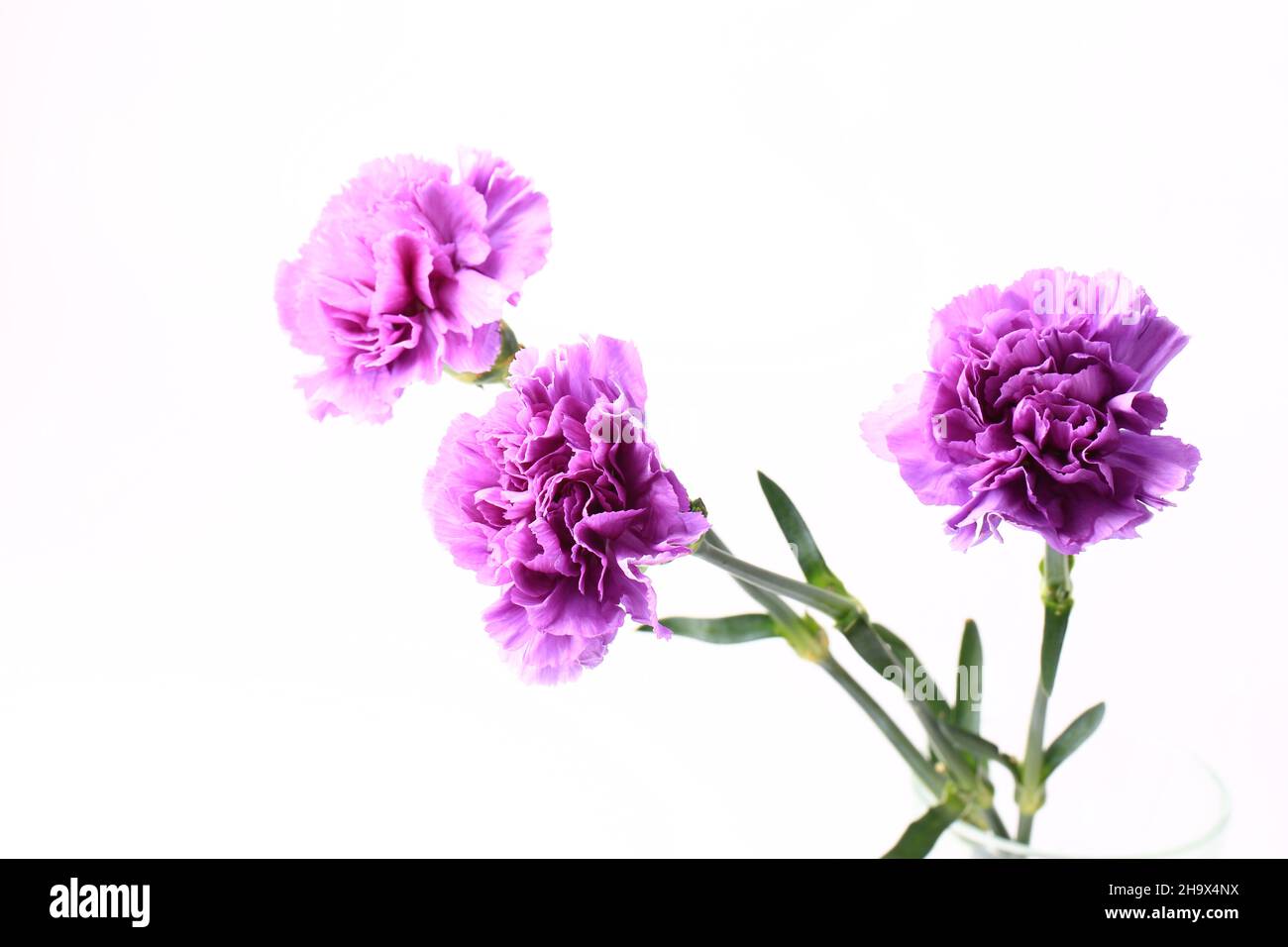 purple carnation on a white background Stock Photo - Alamy