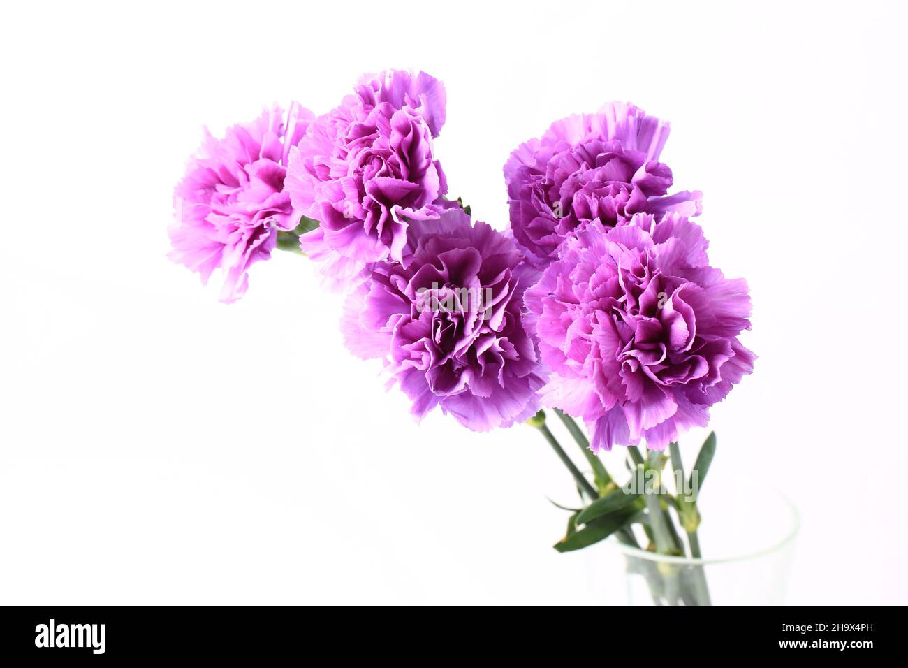 purple carnation on a white background Stock Photo - Alamy