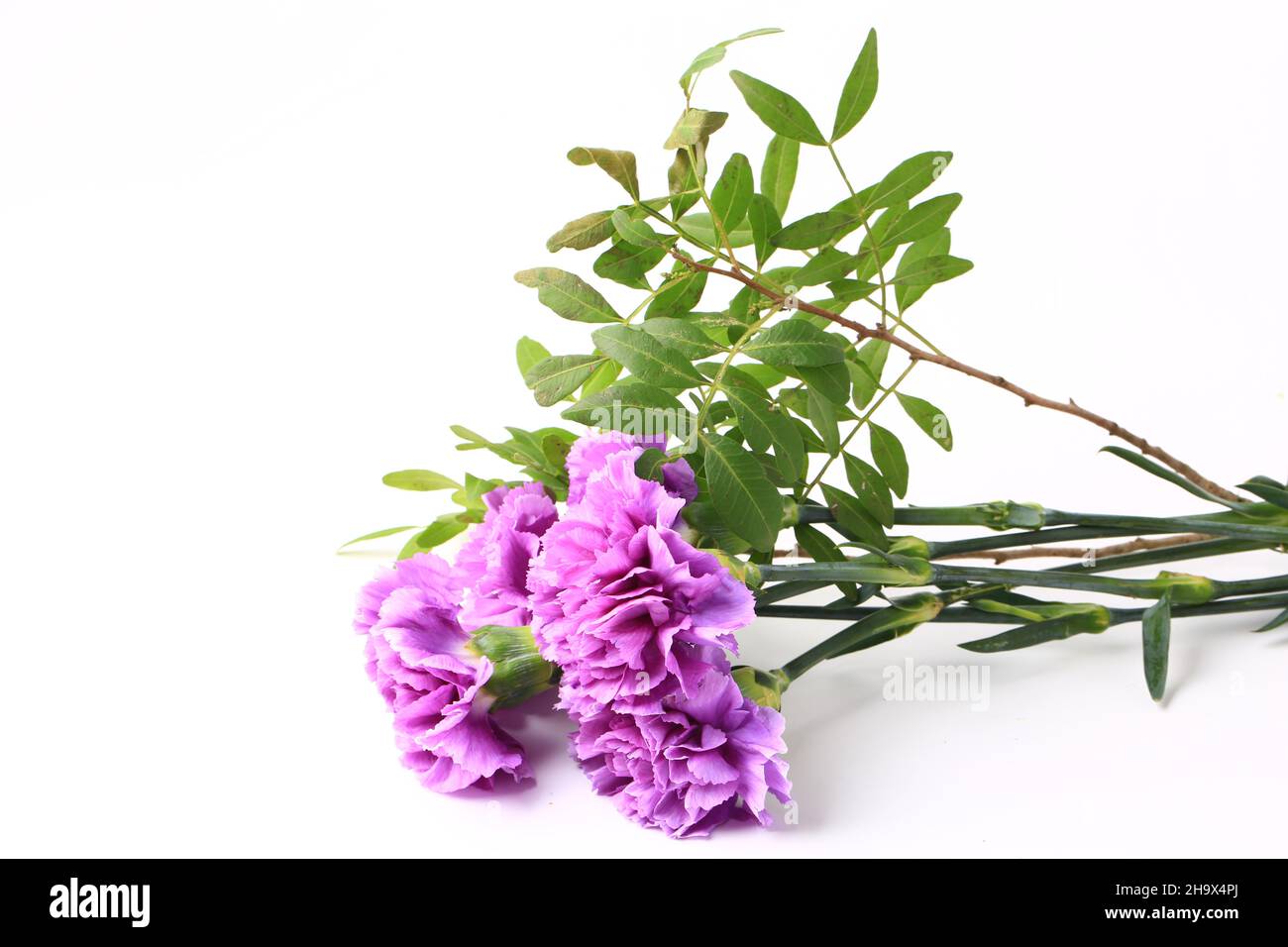 purple carnation on a white background Stock Photo - Alamy